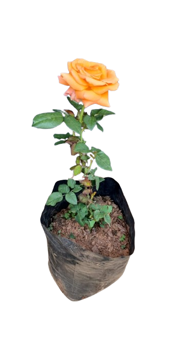 Roses – Gardenvale