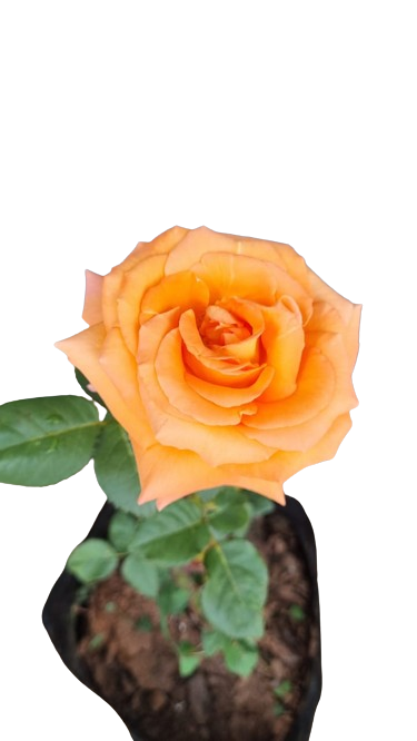 Roses – Gardenvale