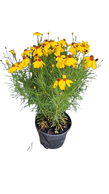 Plants – Page 4 – Gardenvale