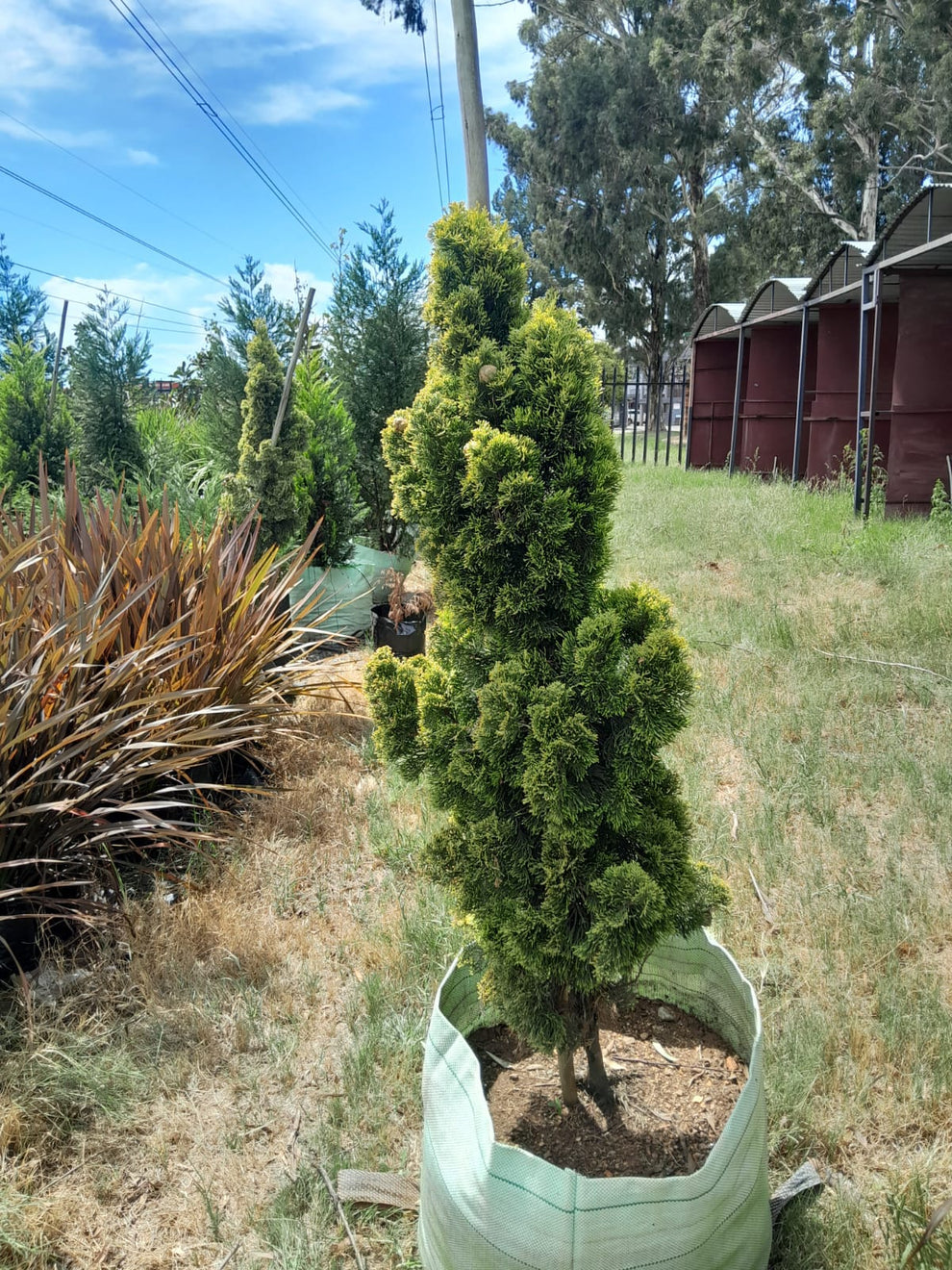 Cupressus Swanes Gold 100L – Gardenvale