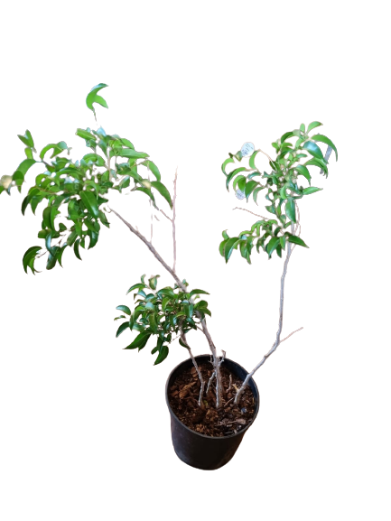 In-Door Plants – Page 2 – Gardenvale