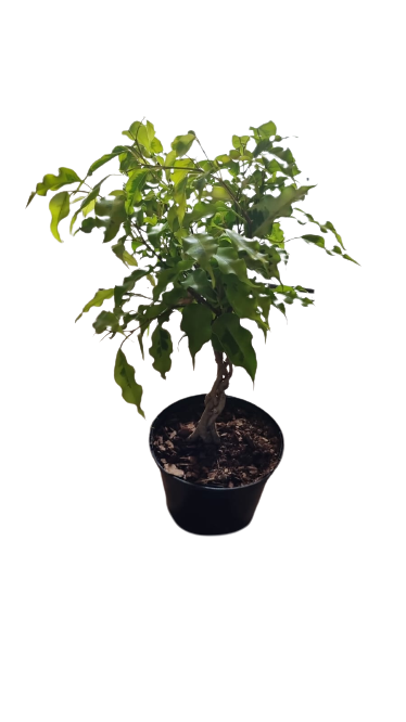 Ficus Golden Monique Braid 15cm – Gardenvale
