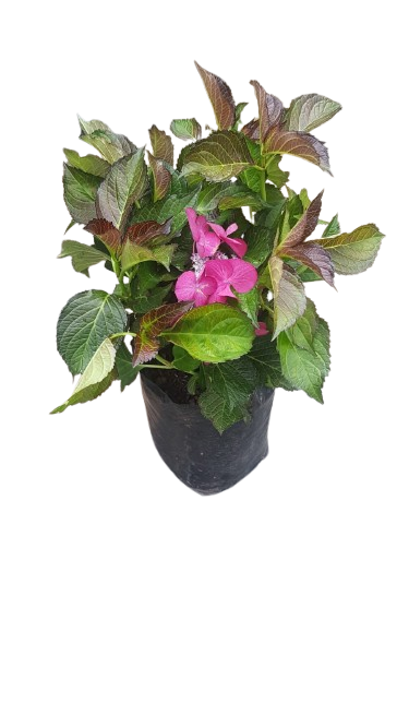 Hydrangea Tuxedo 8L Assorted – Gardenvale