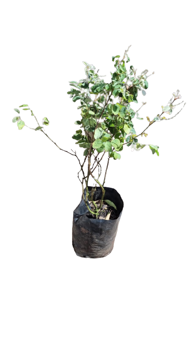 Plants – Page 7 – Gardenvale