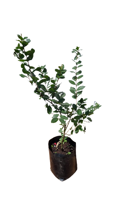 Lagerstroemia Indica- Dwarf Red Various sizes – Gardenvale