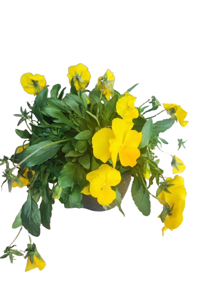 Plants – Page 2 – Gardenvale