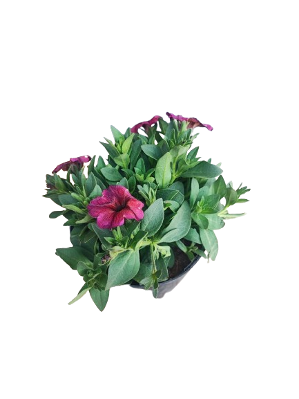 Plants – Gardenvale