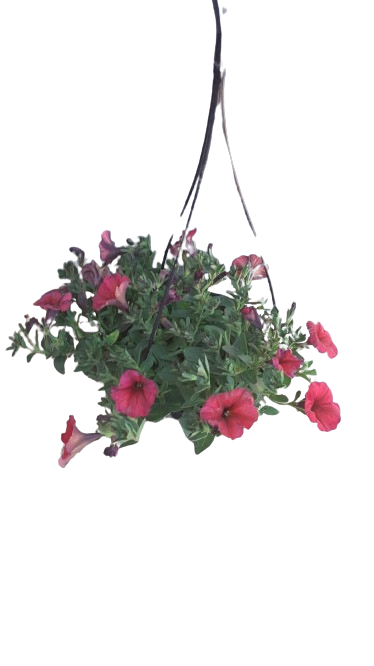 Plants – Page 2 – Gardenvale