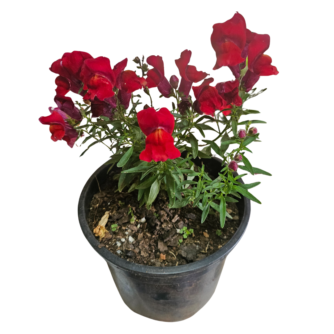 Clay Pots – Gardenvale