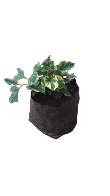 Plants – Gardenvale