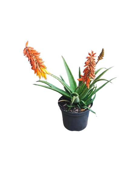 Succulents/Aloe/Cacti – Gardenvale