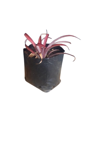 Plants – Page 8 – Gardenvale