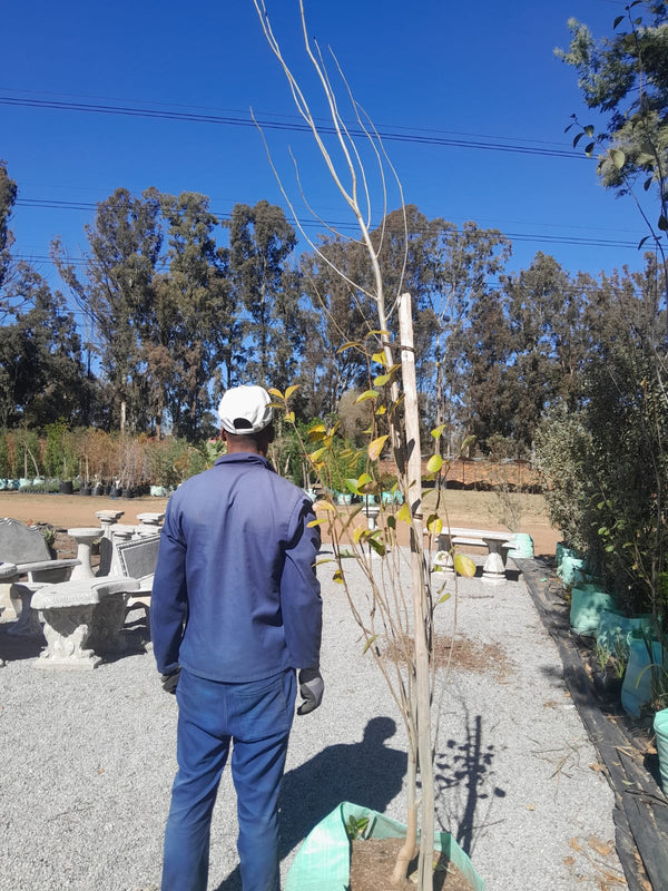 Populus Simonii 100L – Gardenvale