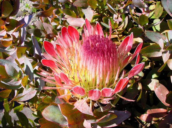 Gardenvale Plant Nursery