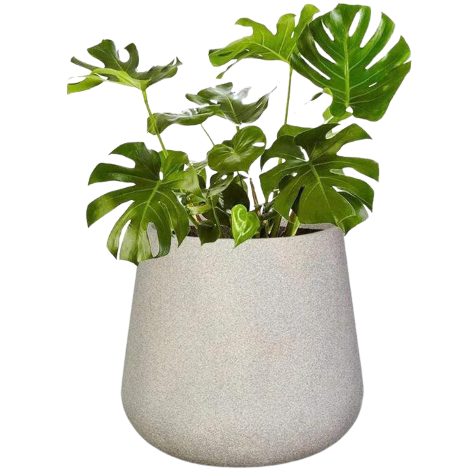 COLORADO PLANT POT - On Order – Gardenvale