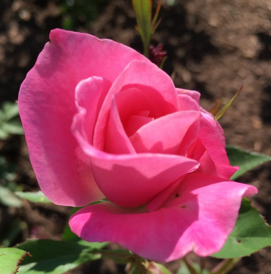 Roses – Gardenvale