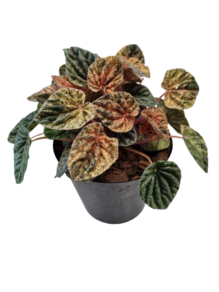 In-Door Plants – Gardenvale